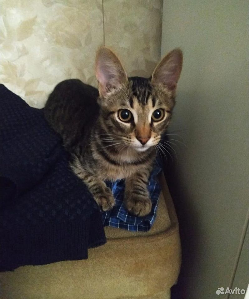 Ласковый Ёшкин - котенок в хорошие ручки