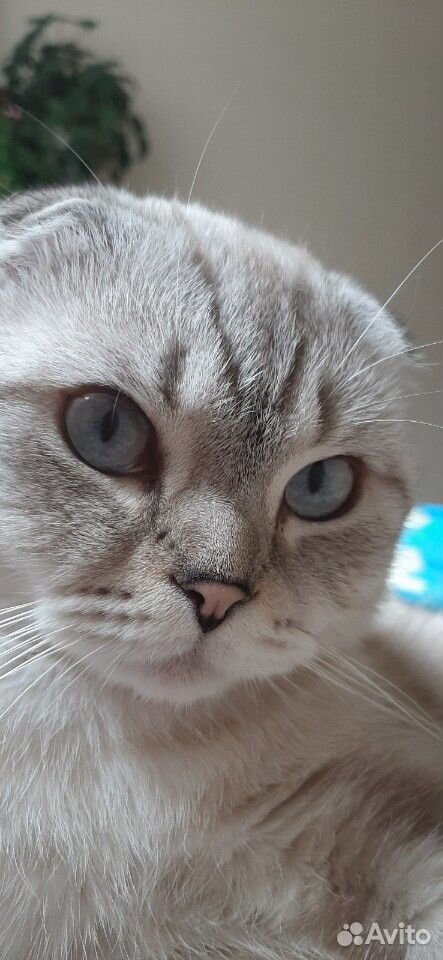 Вязка с скоттиш-фолдом
