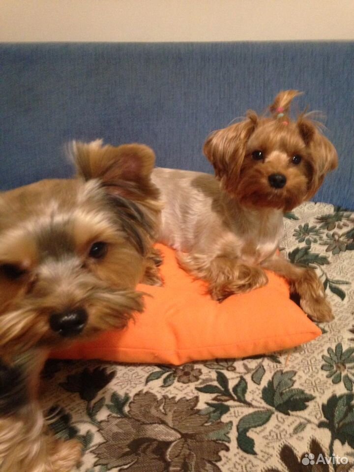 Щенки йоркширского терьера., Два мальчика и девочк