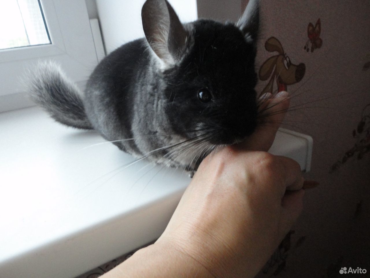 Шиншиллы ручные