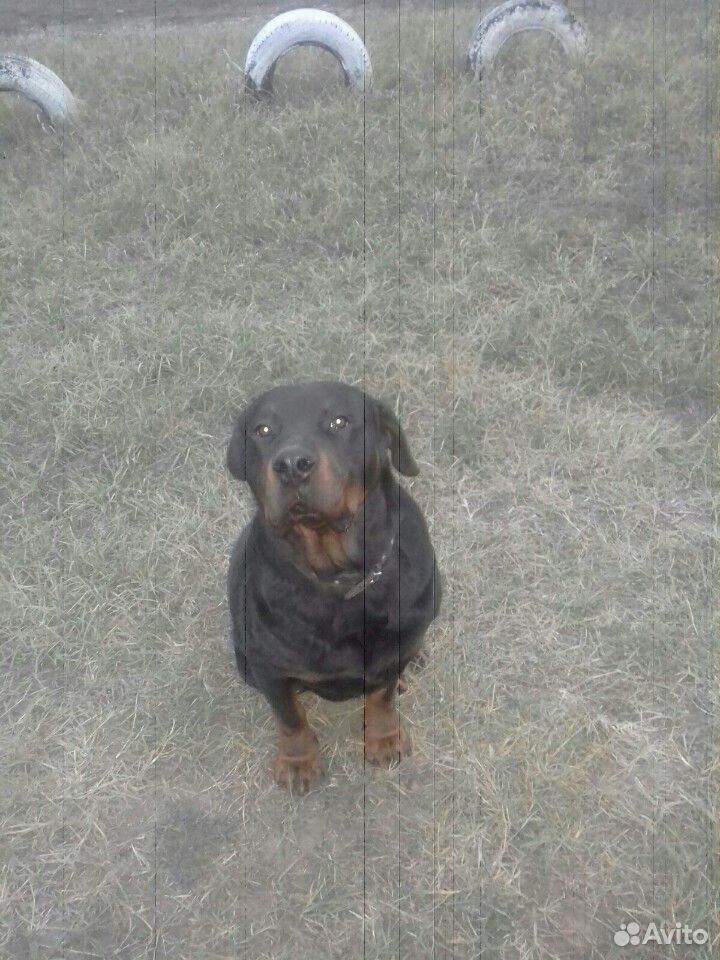 Ищу сучку для кабеля для вязки