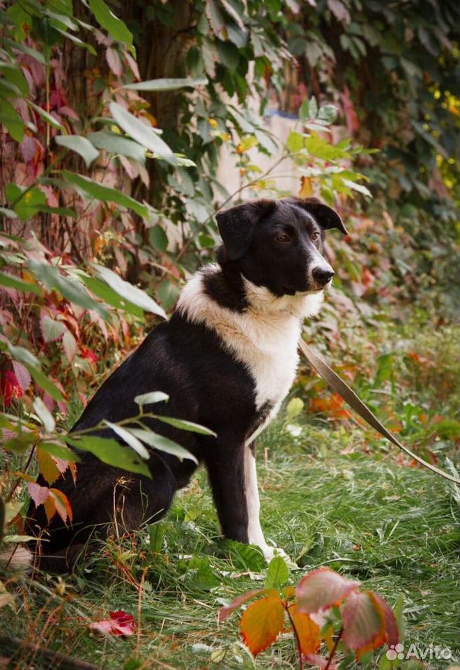 Шикарный Шанни ждёт хороших людей