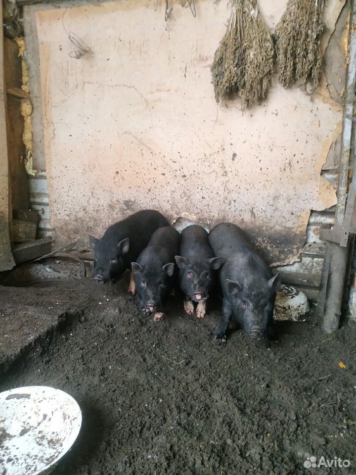 Вьетнамск вислобрюхий поросенок