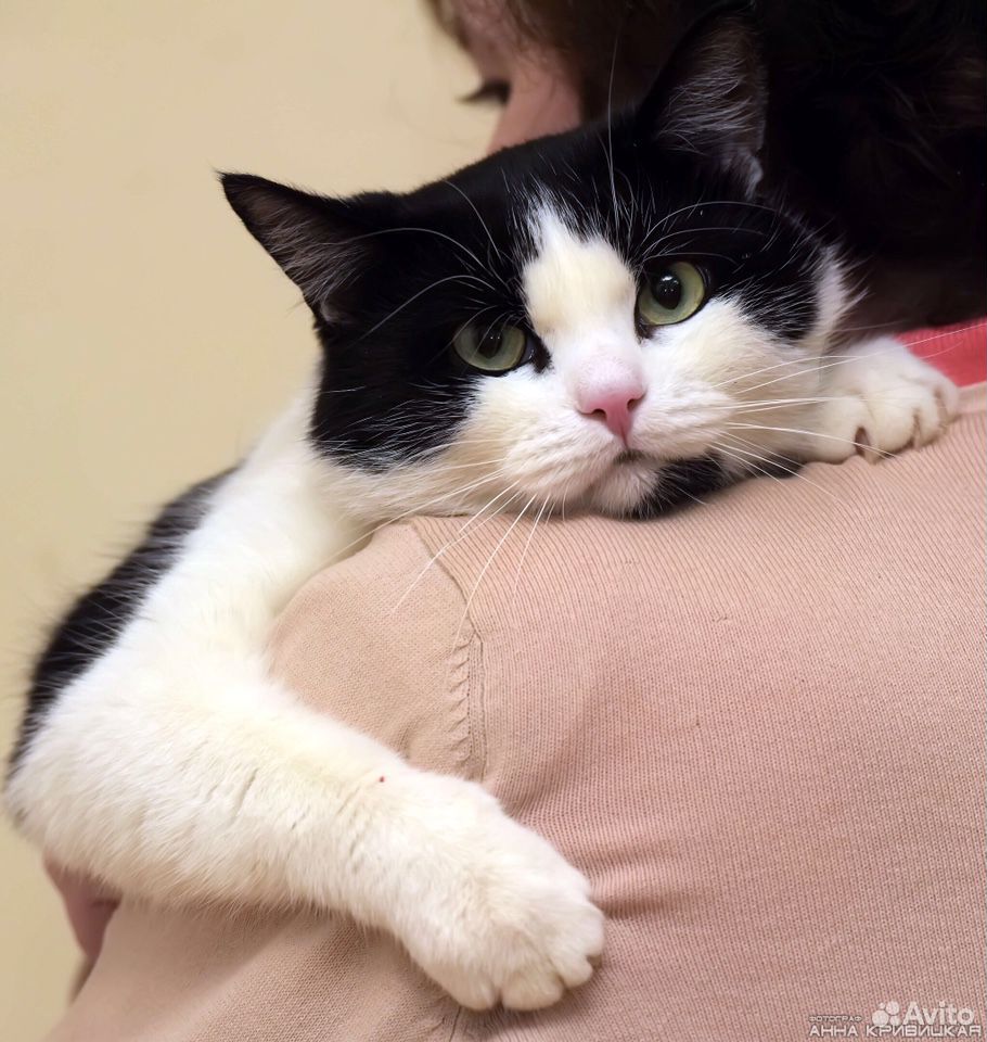 Умка ищет дом