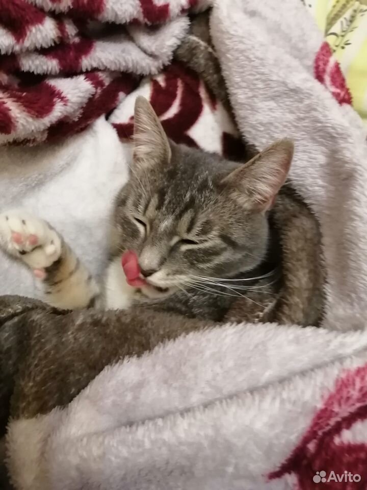 Котёнок Алиса