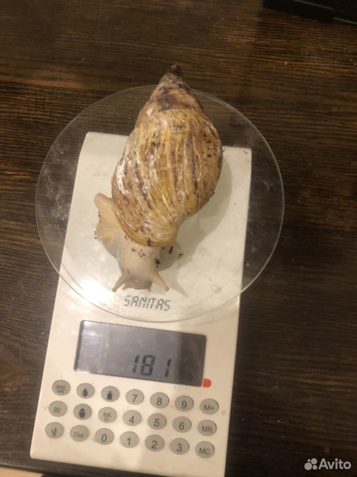 Улитки ахатины