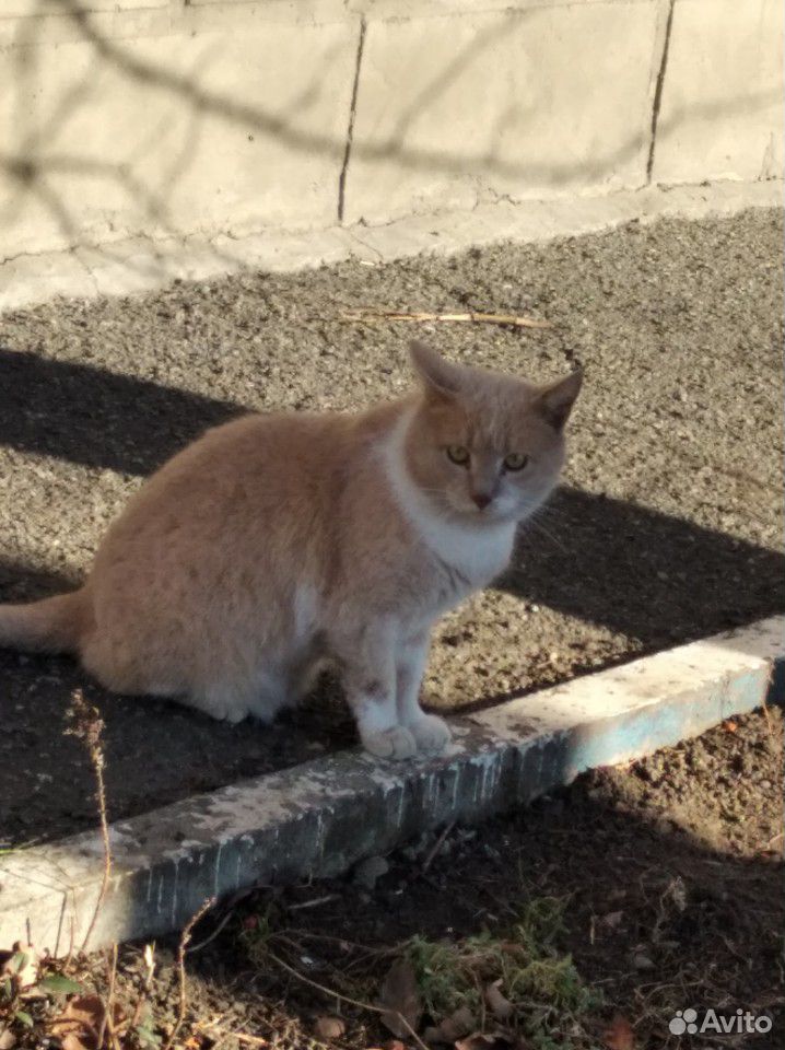 Котперсик британец ищет маму