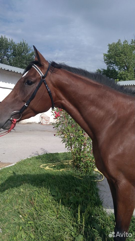 Классная кобыла 2016 г р