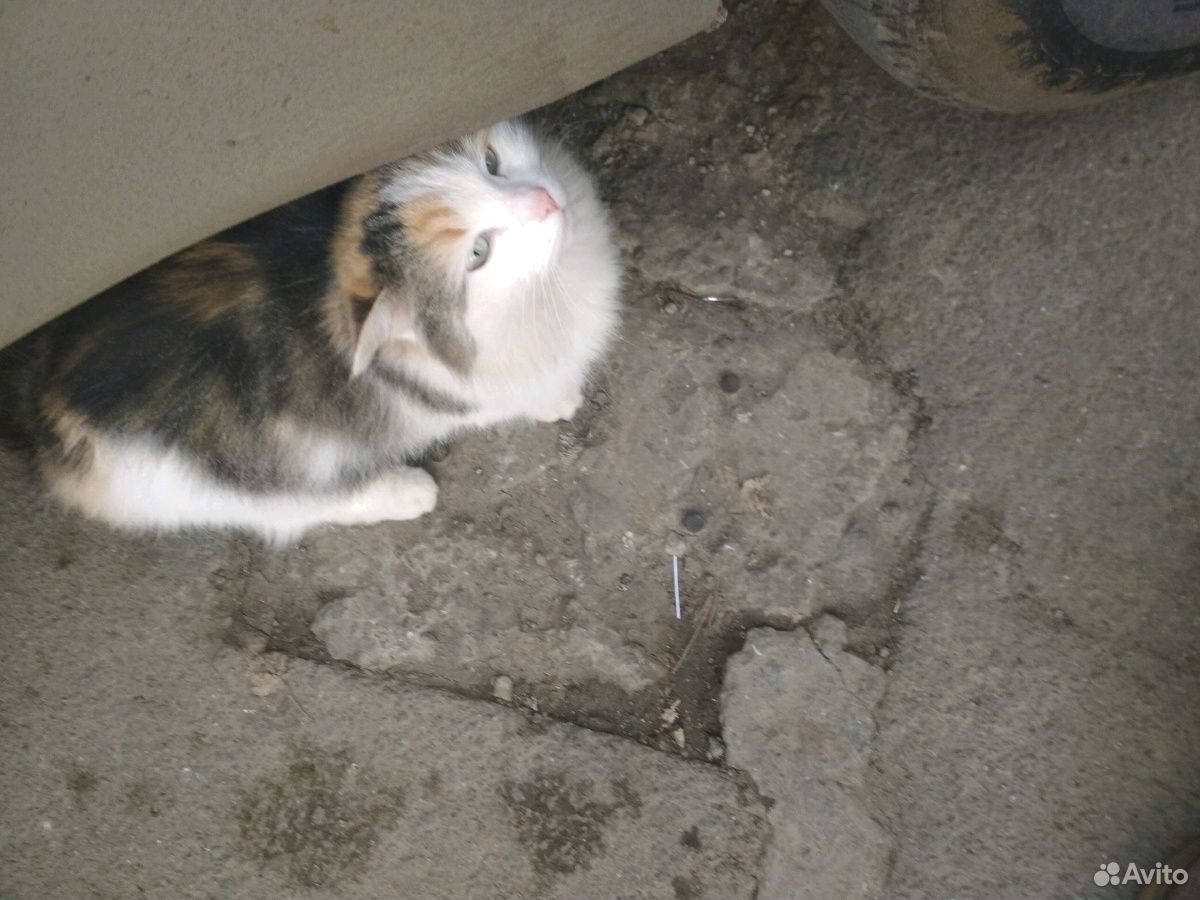 Цветная кошка (кот) очень ждет старых или новых хо