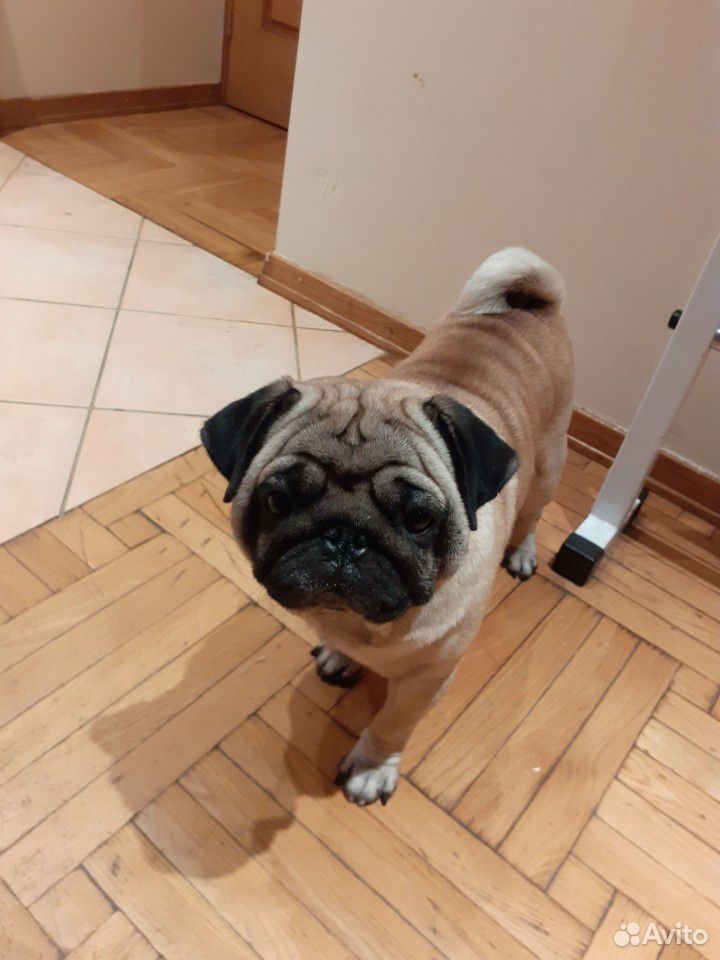 Мопс на вязку