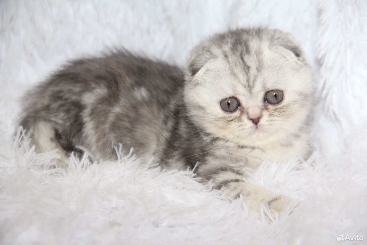 Шотландские вислоухие серебристые вислоушки