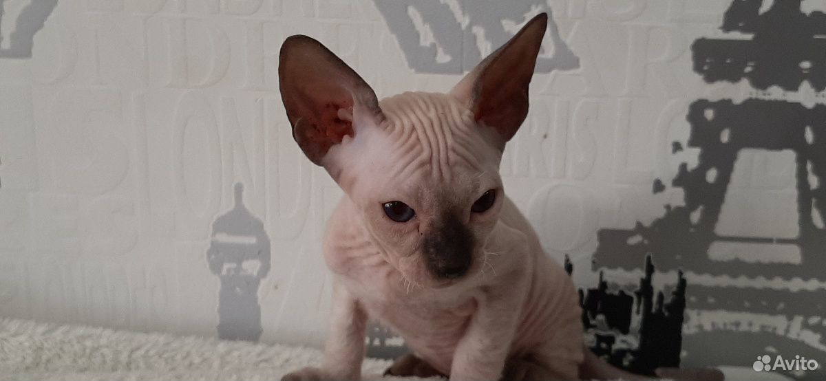 Донской сфинкс