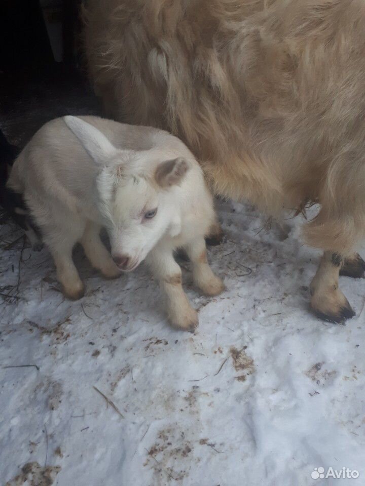 Козлушка