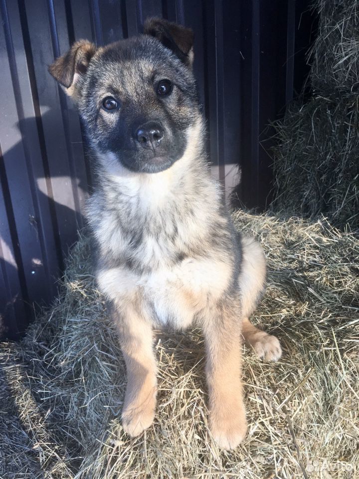 Щенок девочка в хорошие руки