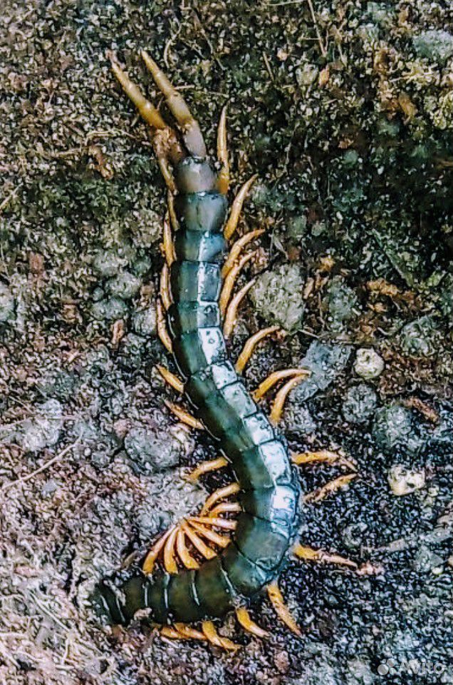 Сколопендра