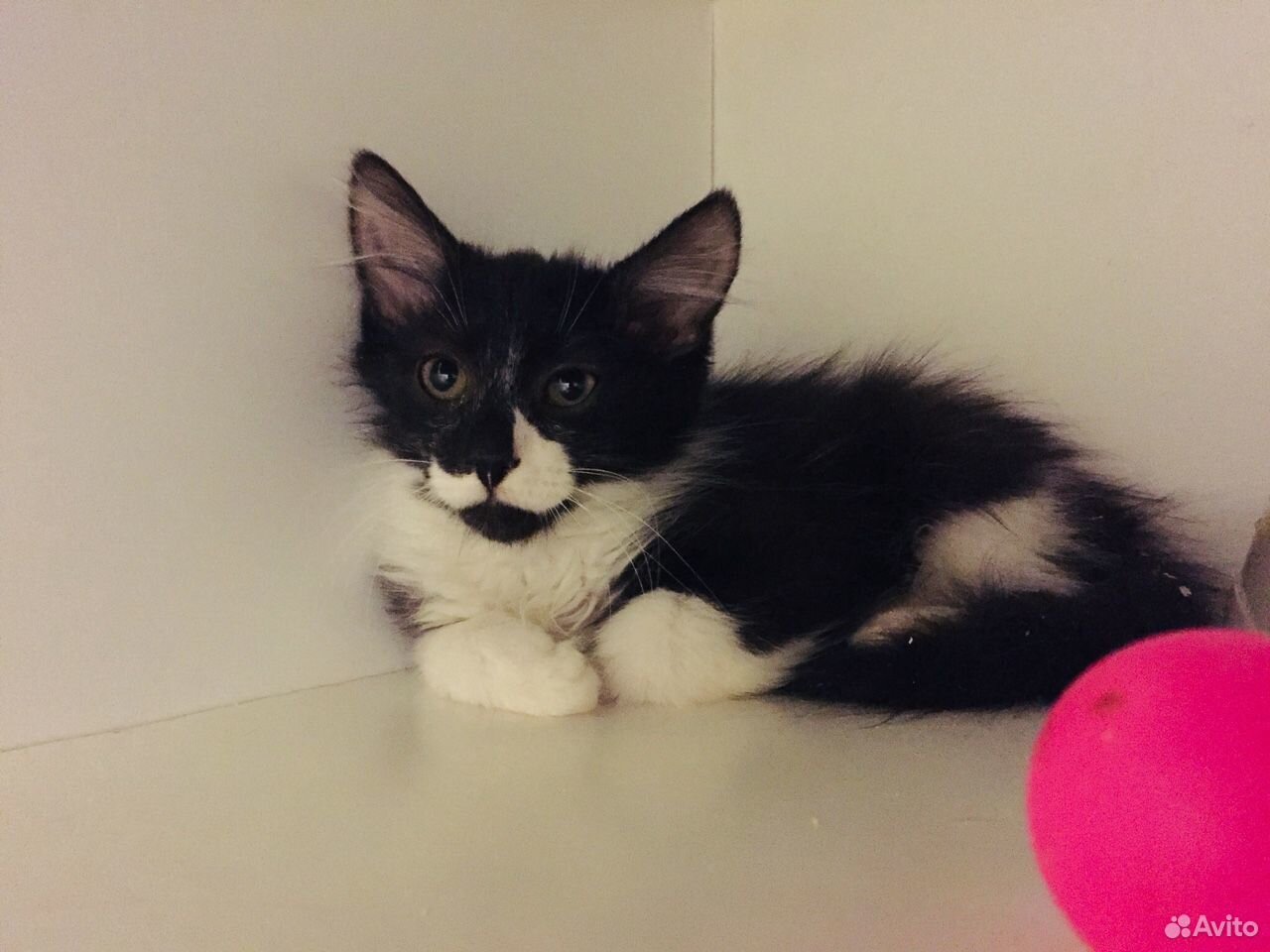 Котик подросток