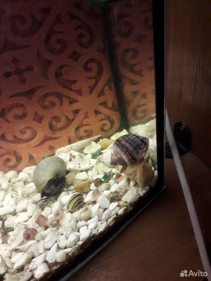 Улитки ампулярии