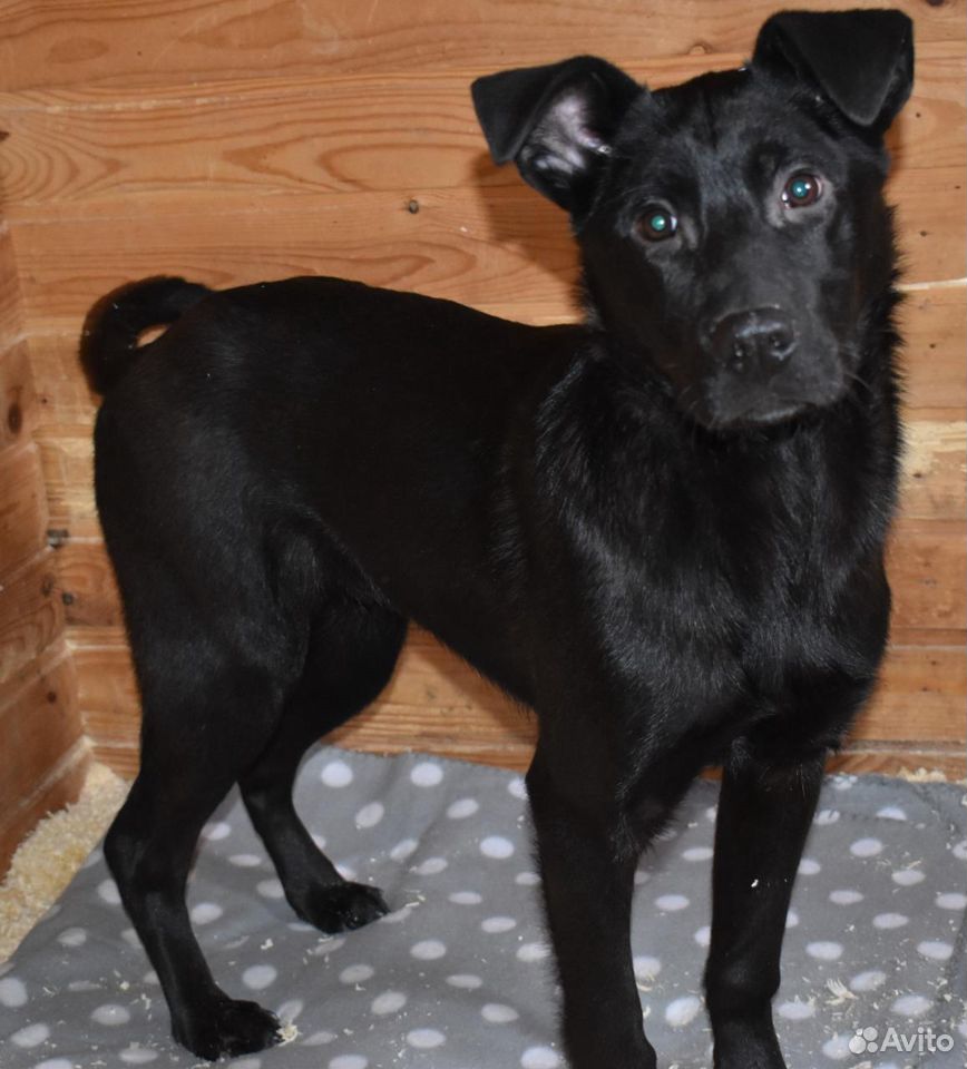 Щенок Лорд в дар