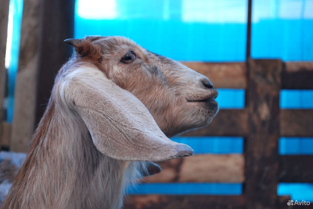 Козочка на племя