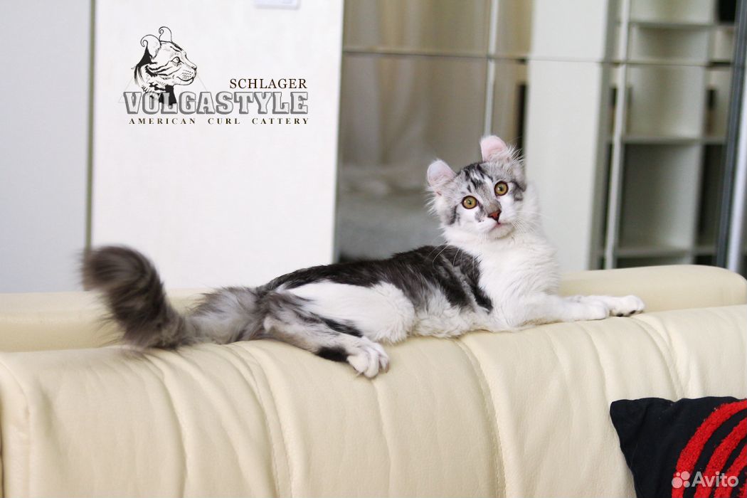 Мальчик Американский кёрл