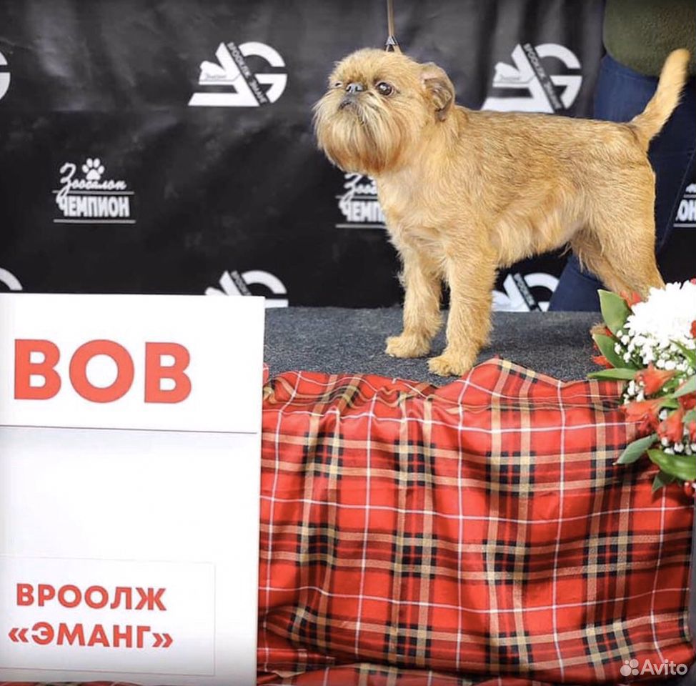 Вязка грифона