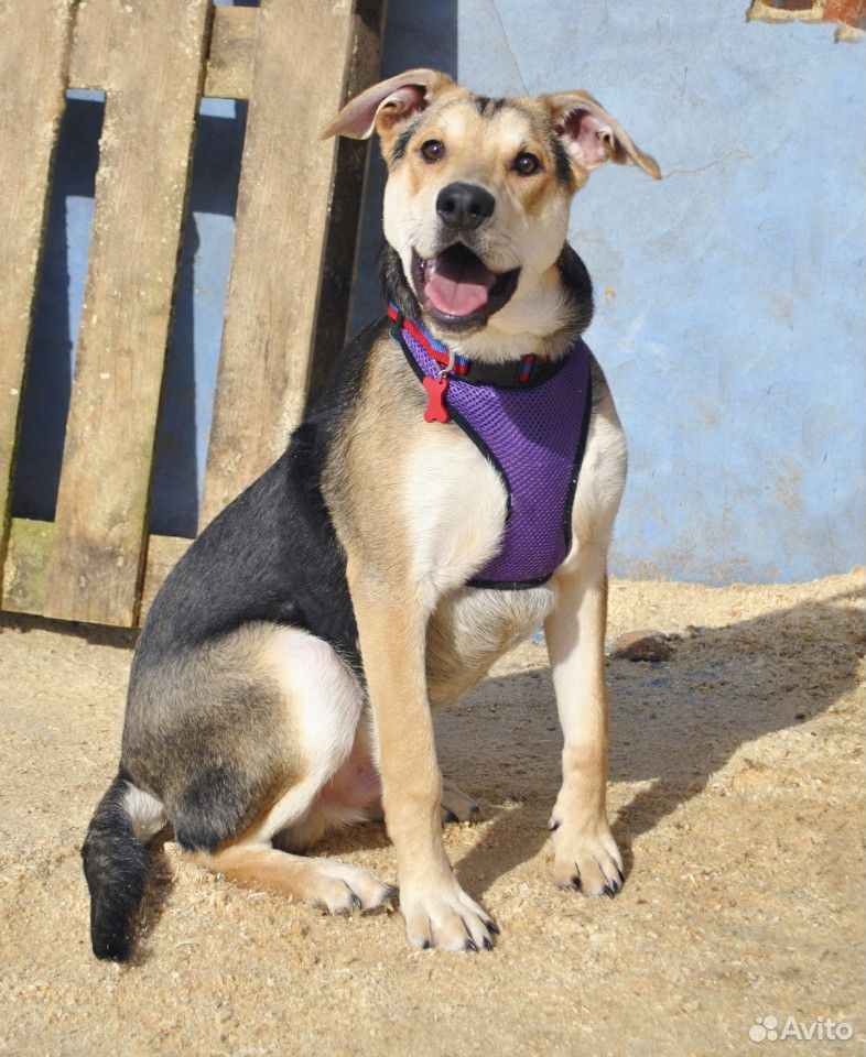 Щенок в дар