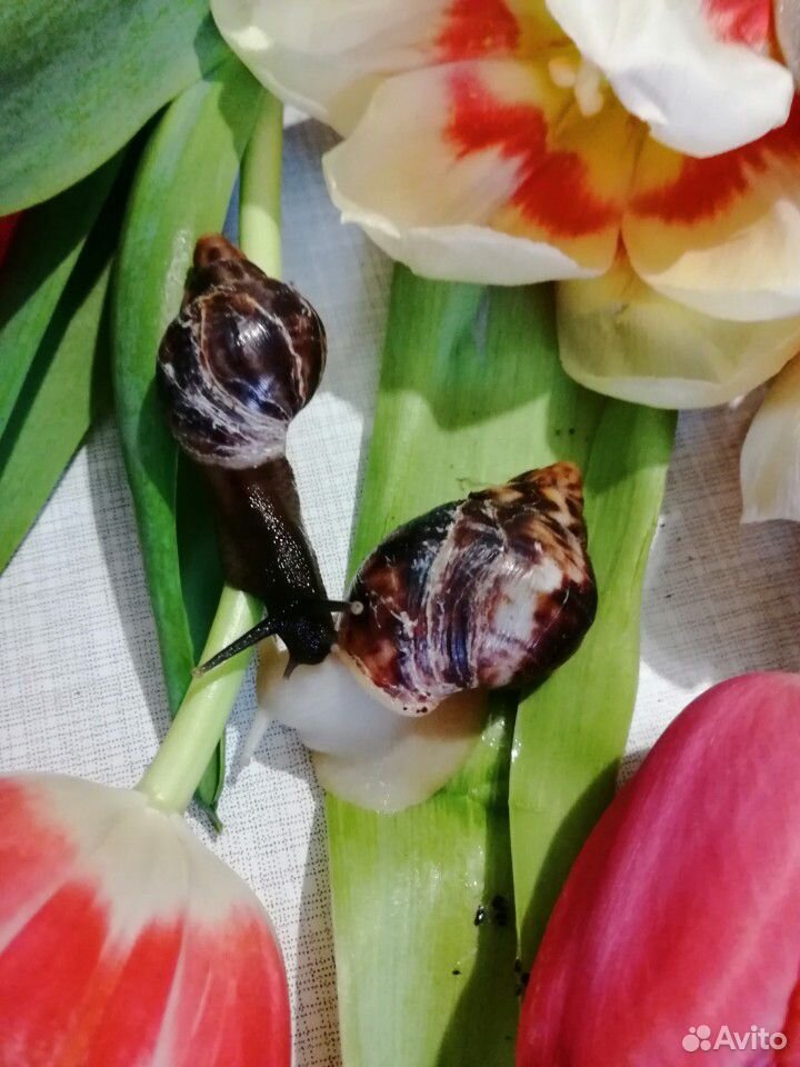 Улитки Ахатины