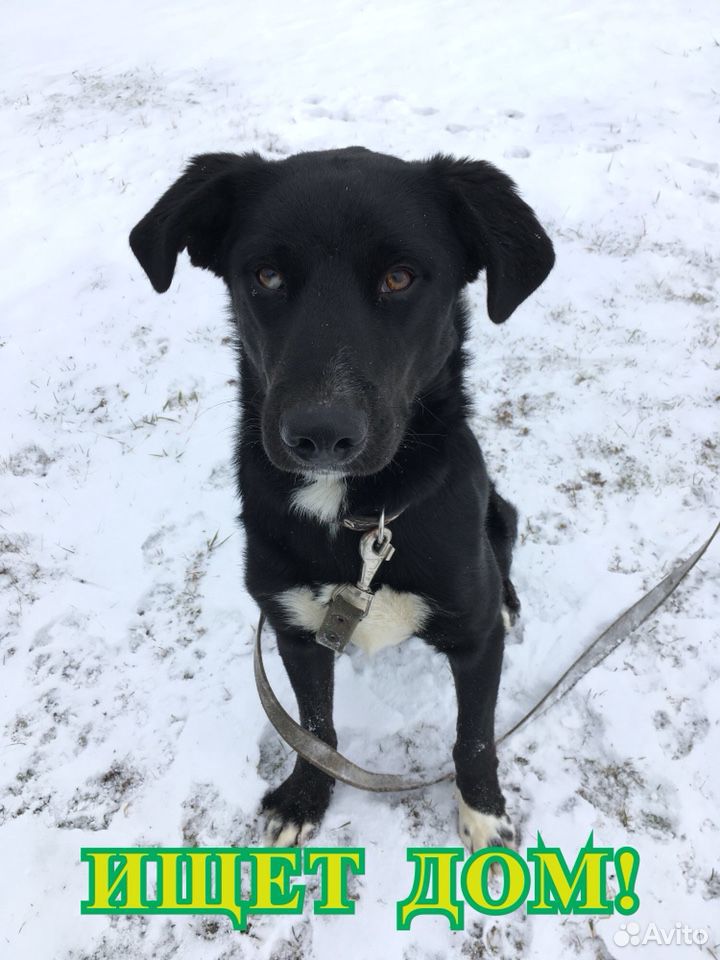 Тоби ищет дом и лучшего хозяина