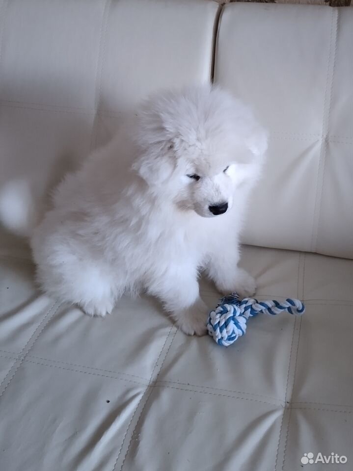 Очень красивые самоедики-мишки