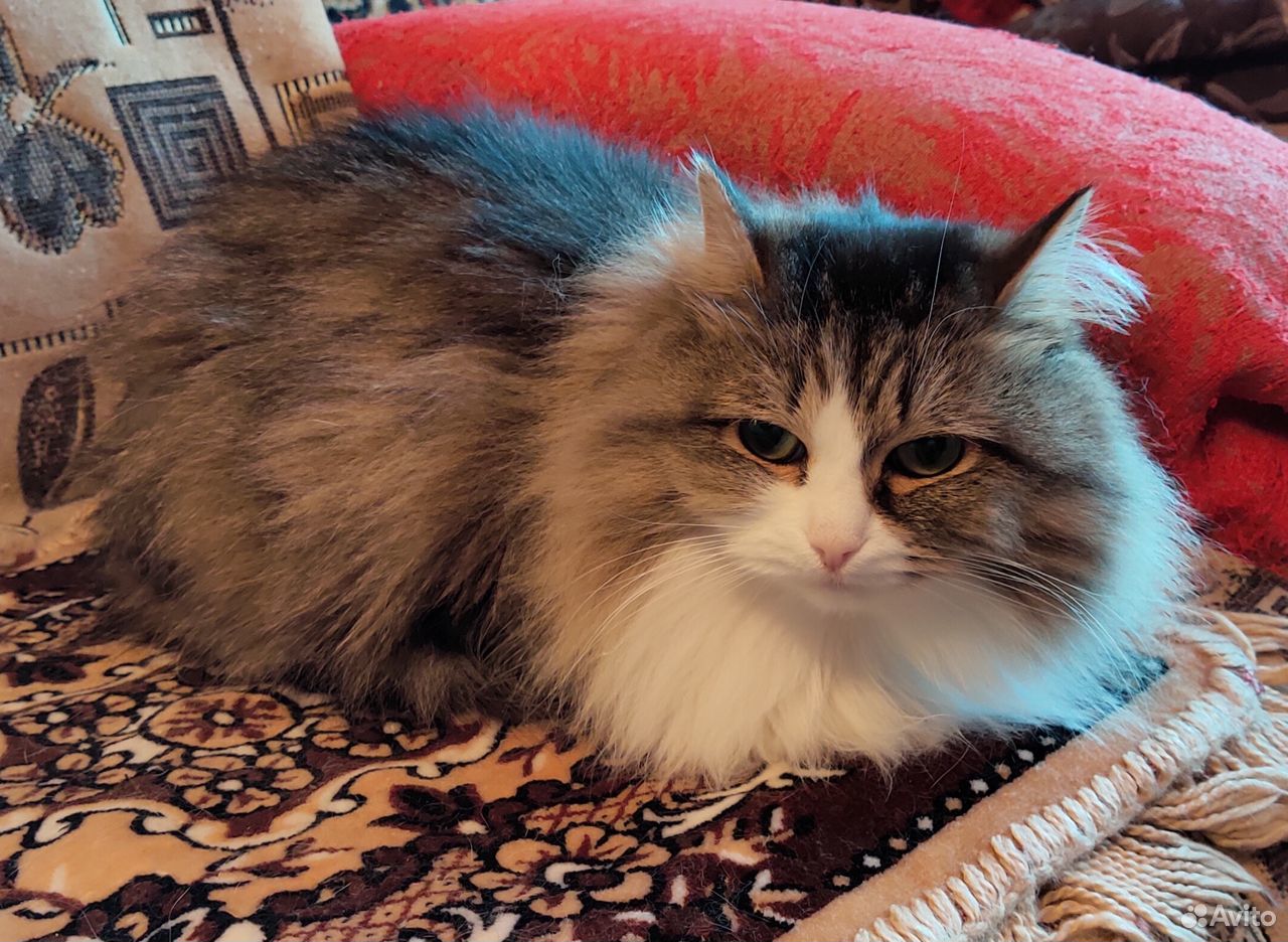 Кошка 10 лет