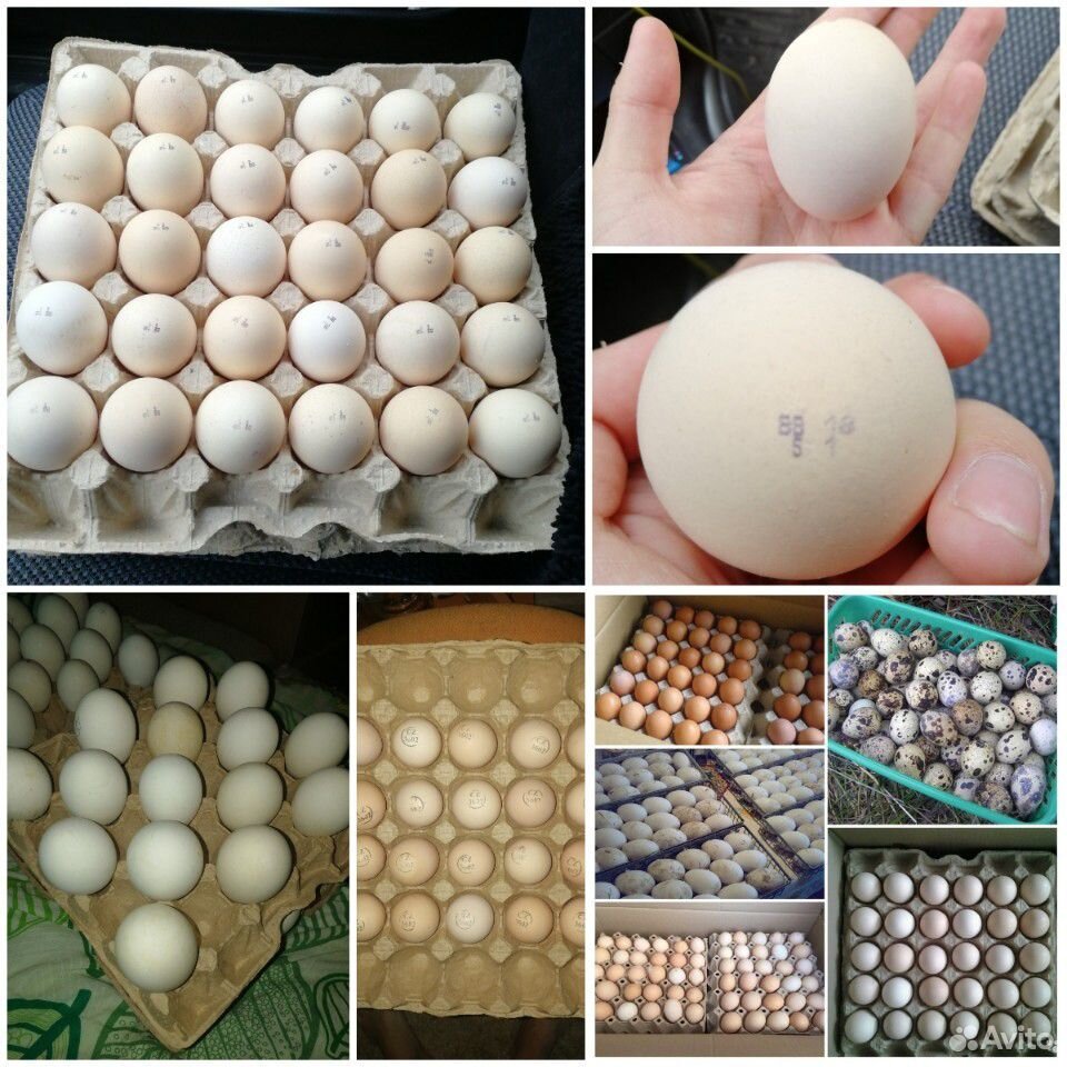 Инкубационное яйцо