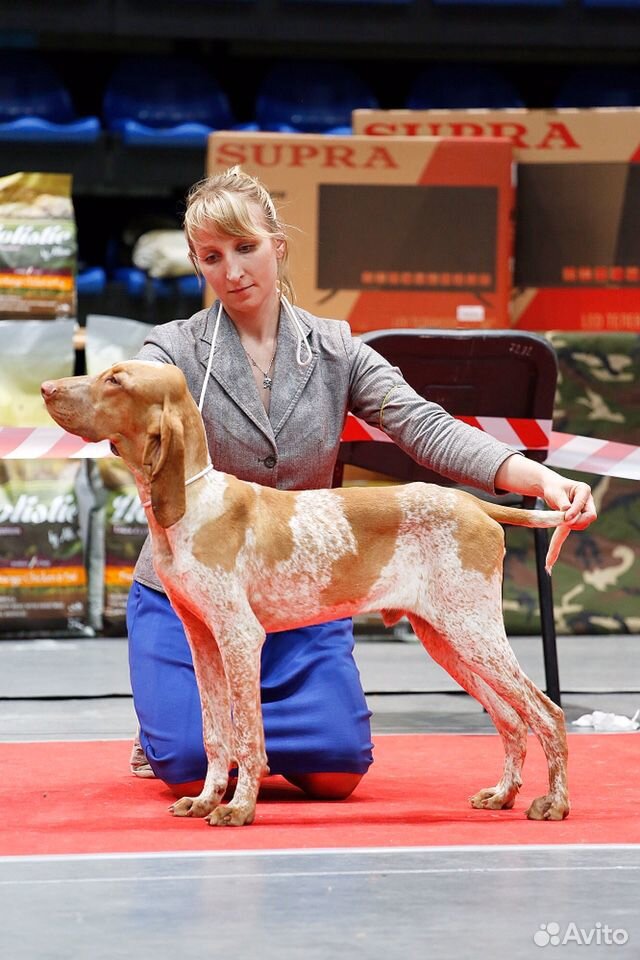 Итальянский бракко