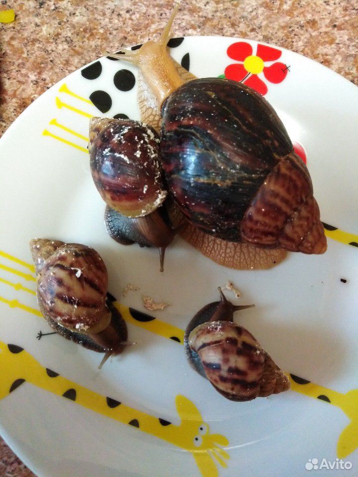 Улитки Ахатина