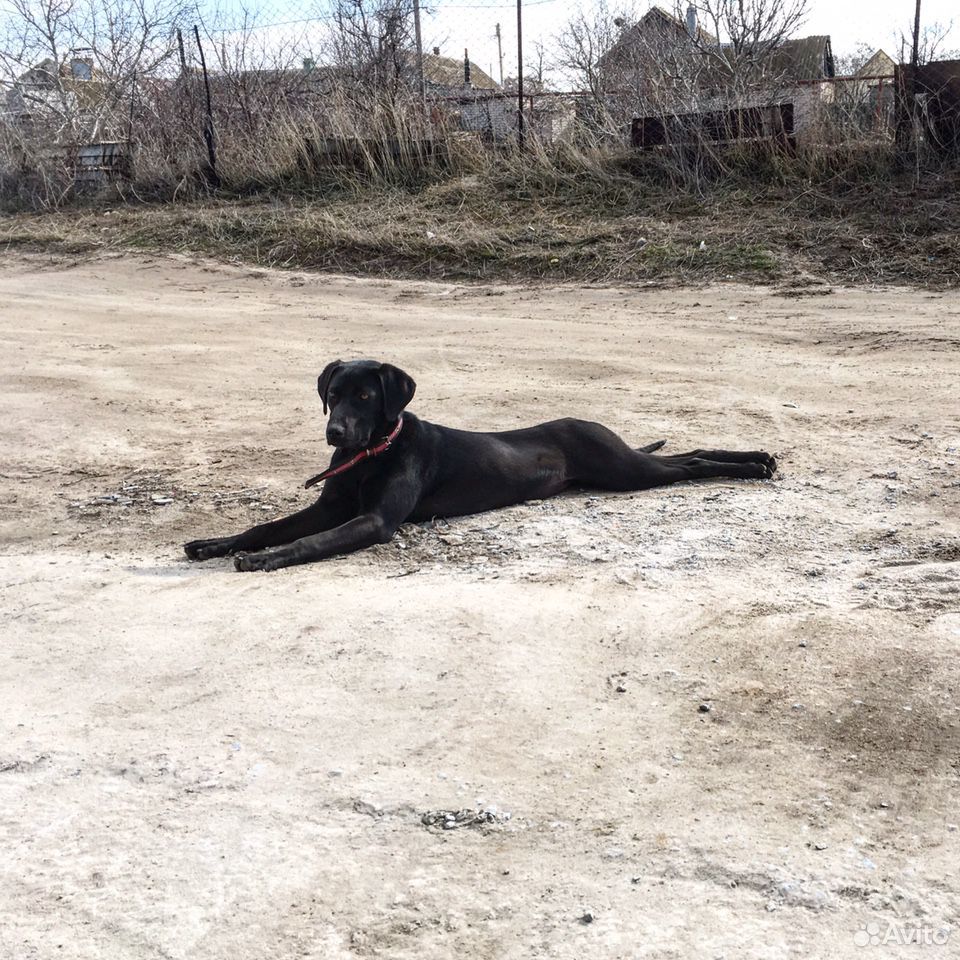 Отдам в добрые руки