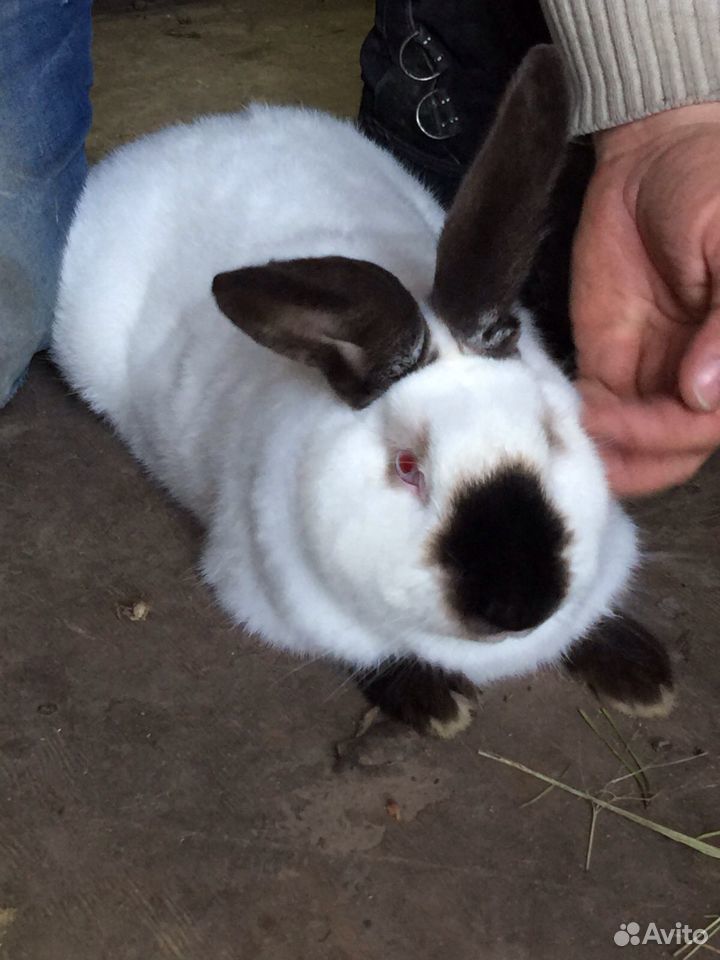 Калифорнийский кролик