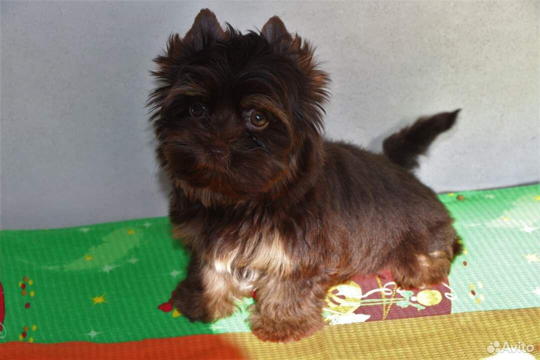 Красивые девочки цветной йорк, шоколадный йорк