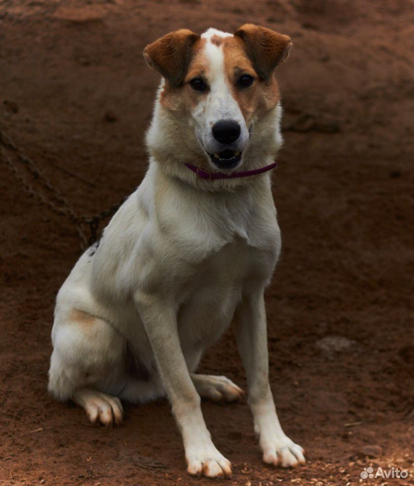 Ищет дом и семью молодой мальчишка