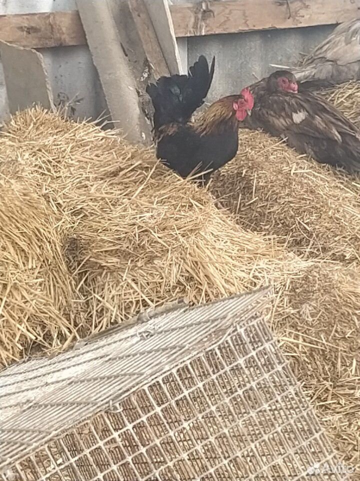 Цыплята карликовых кур