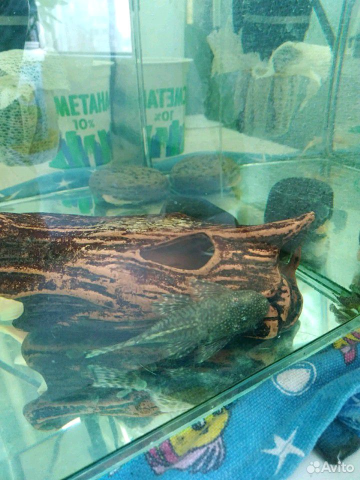 Сомики-анцистры