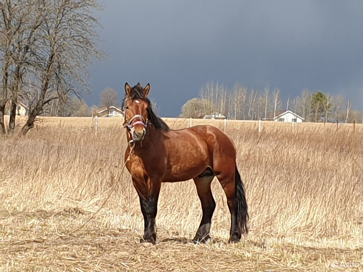 Лошадь(Тяжеловоз)