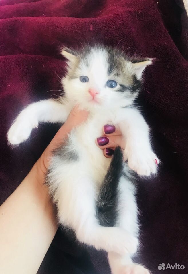 Котёнок мальчик