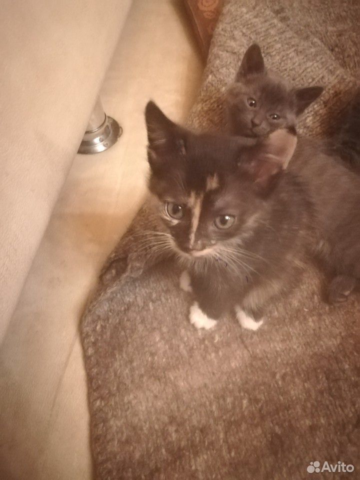 Котёнок девочка