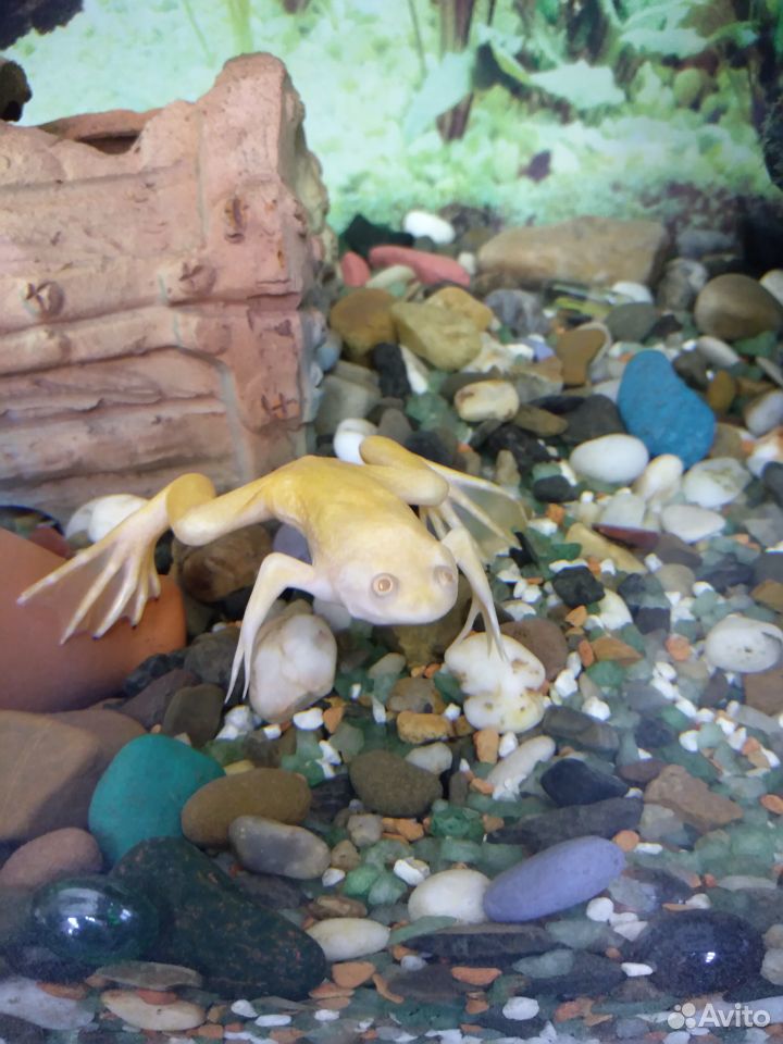 Шпорцевая лягушка