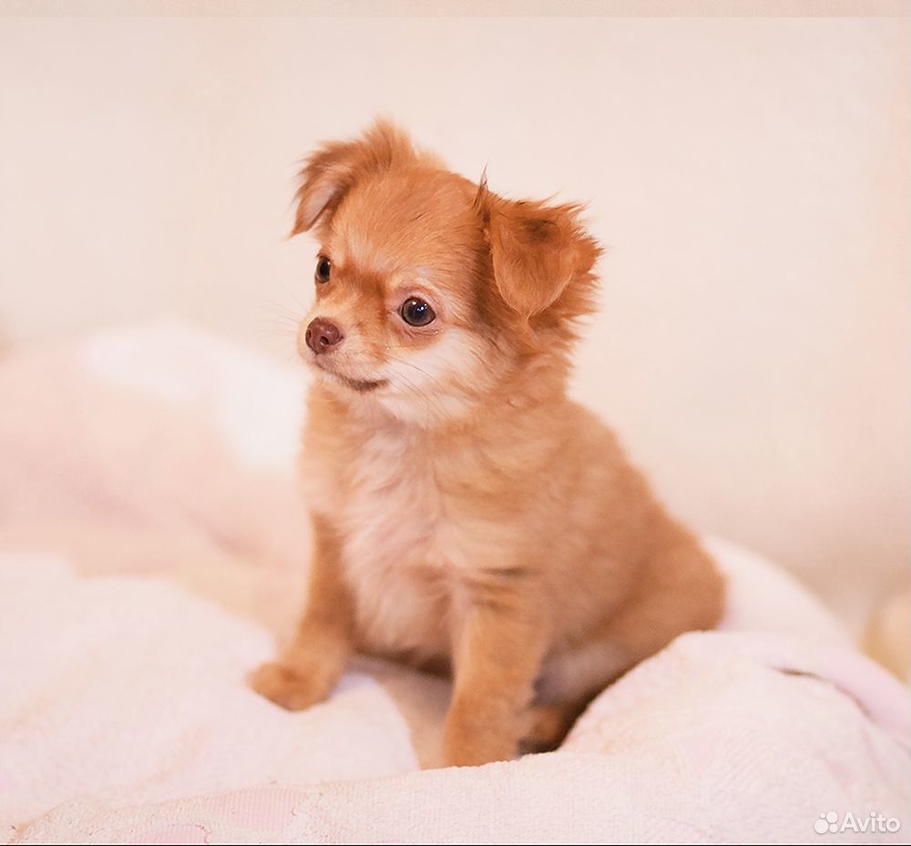 Чихуахуа малыш Рыжий красотун
