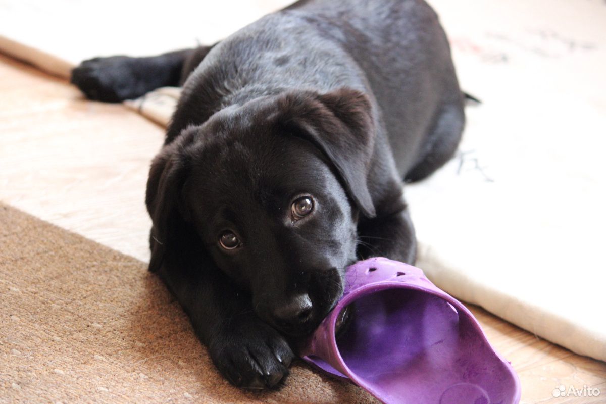 Щенок лабрадора ретривера черного окраса