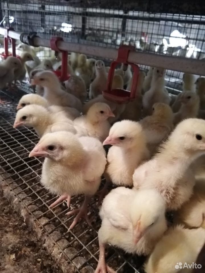 Продаю цыплят, гусят, утят, индюшат