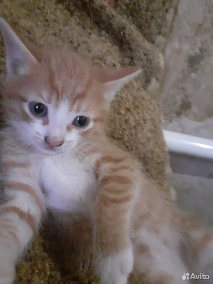 Кошка