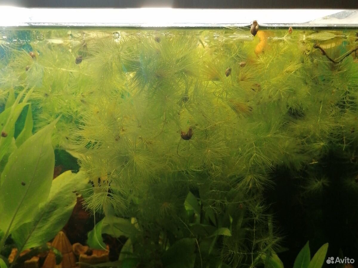 Аквариумное растение