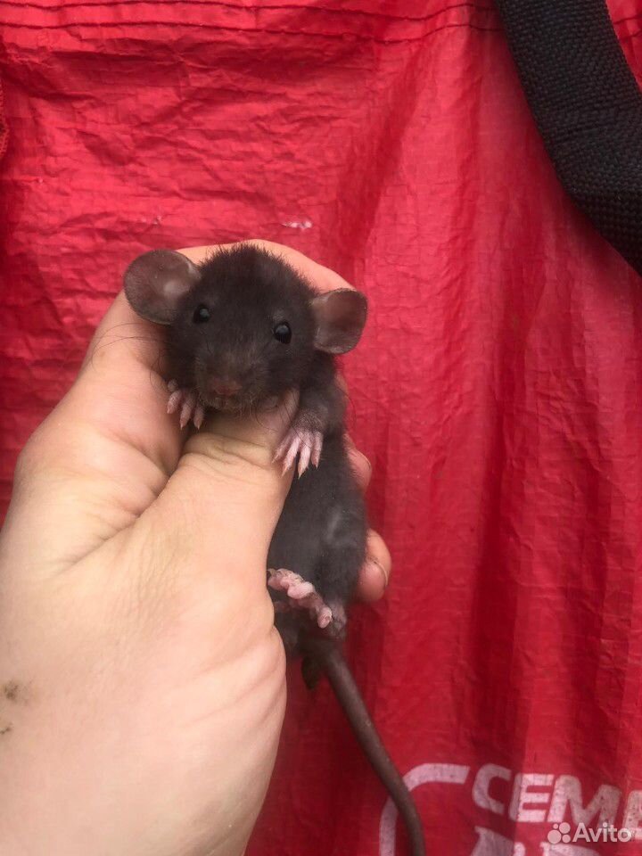 Крысята Дамбо, Рекс, даблрекс