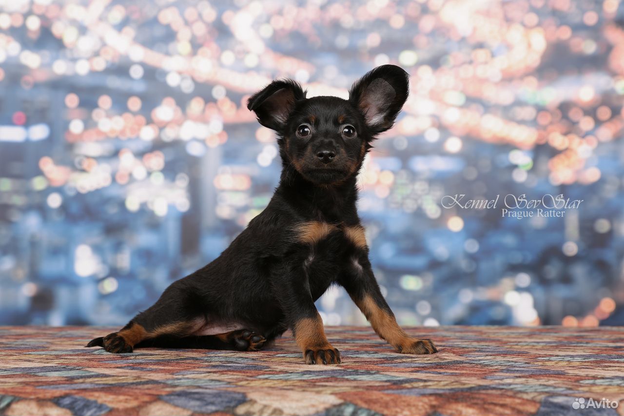 Пражский крысарик / кобель длинник